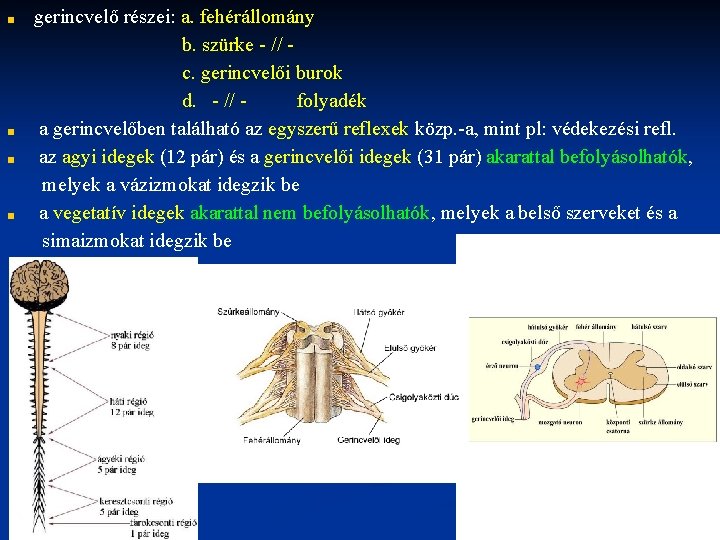 Idegrendszer Nervov sstava Fazekas gota az idegr legkisebb