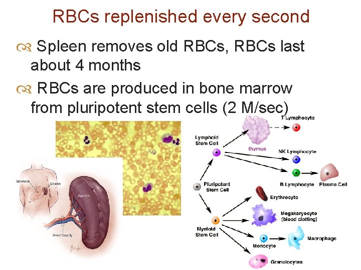 Veins returning blood Veins have large radii and