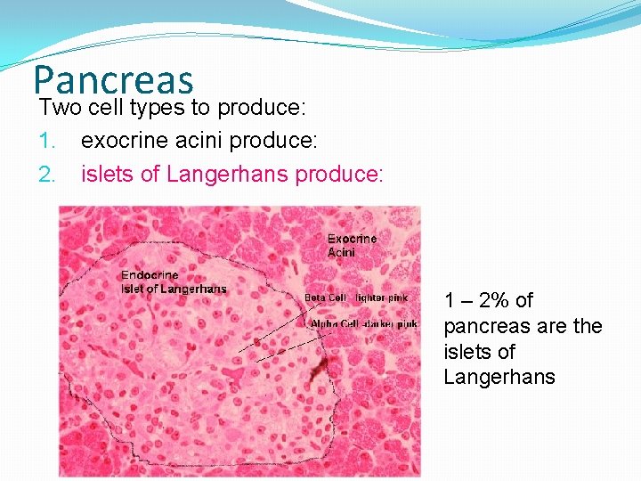 Blood Sugar Regulation Pancreas Pancreas Pancreas Two cell