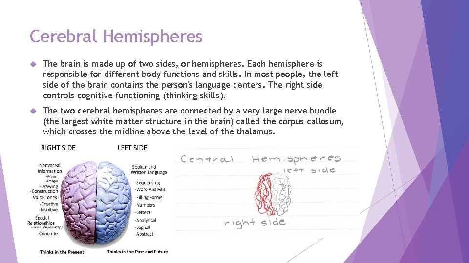 The Nervous System By Hannah Gannon What is