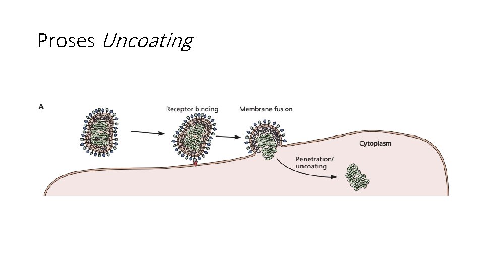 SIKLUS HIDUP DAN REPRODUKSI VIRUS Kemampuan Akhir yang