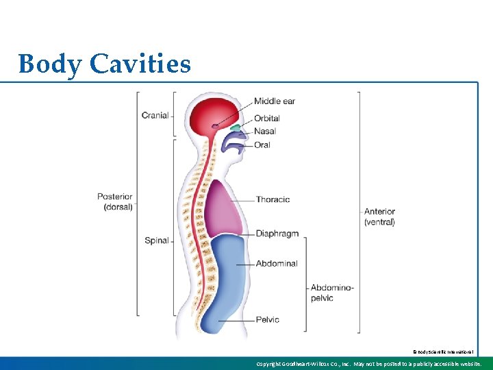 Chapter 1 The Basics and the Body What