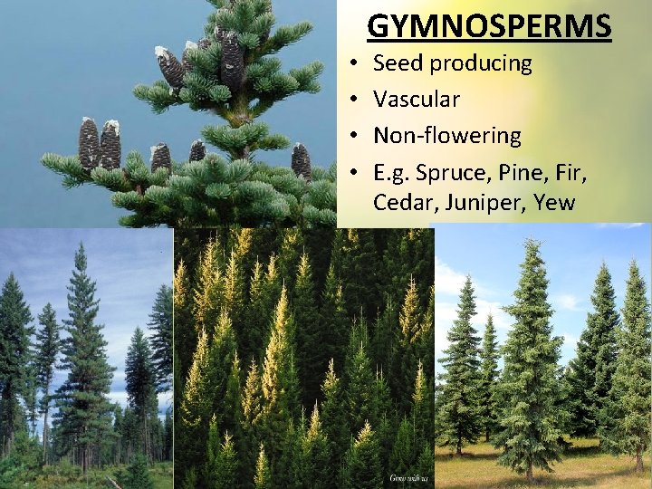 BOTANY MAIN LESSON LO Sit Spot Questions Describe