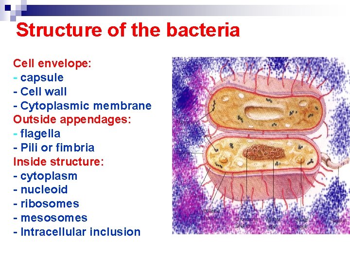 Introduction to microbiology Morphology of microorganisms Vinnitsa National