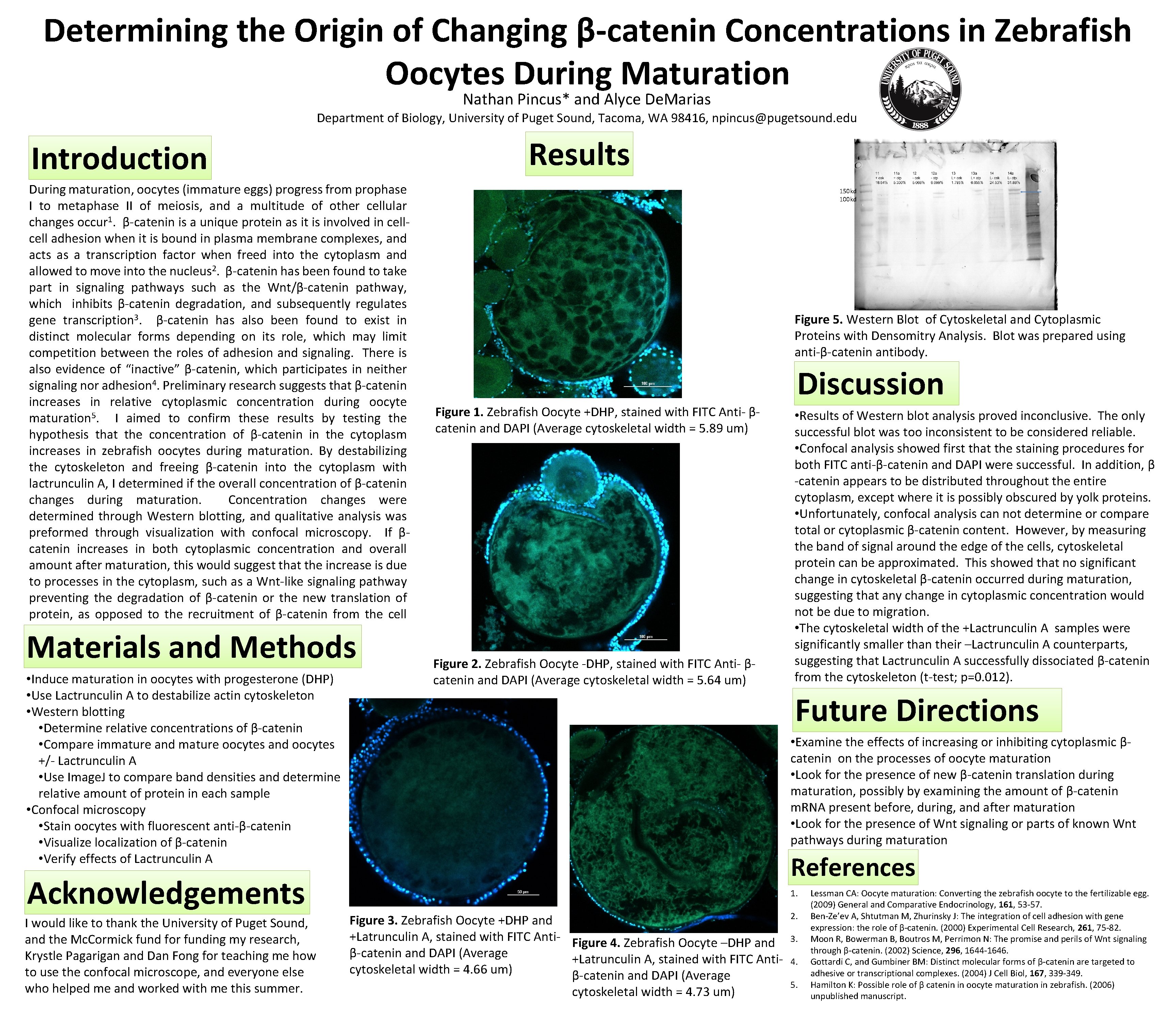Determining the Origin of Changing catenin Concentrations in