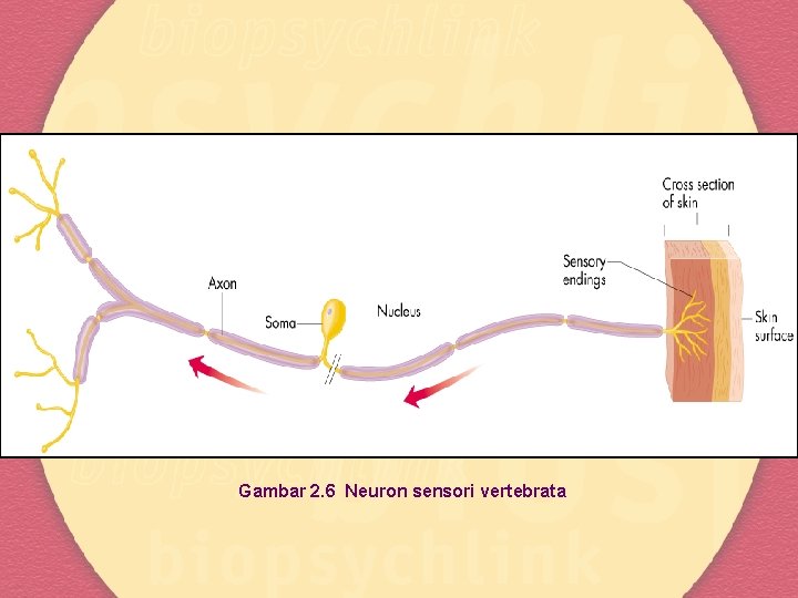 Neuron merupakan sel khusus terdiri dari Body atau
