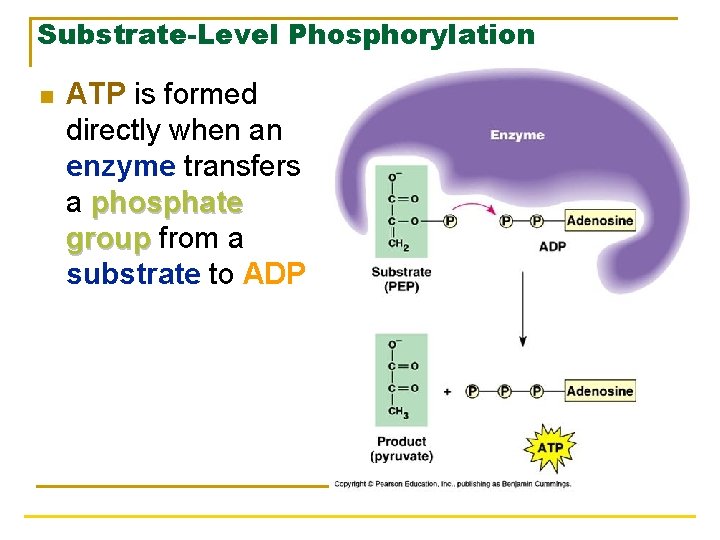 Cellular Respiration Harvesting Chemical Energy n Aerobic metabolism