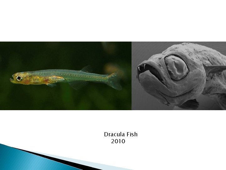 Classification Why classify To study the diversity of