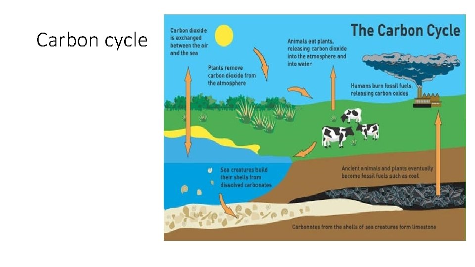 Carbon Cycle Why do we care about carbon