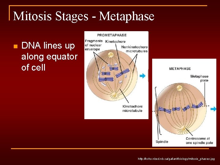 Cellular Division Mitosis Meiosis Chromosomes n n n