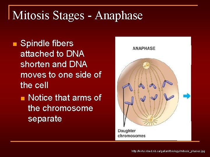 Cellular Division Mitosis Meiosis Chromosomes n n n