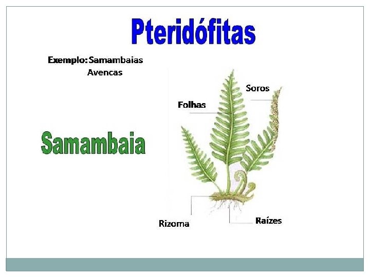 REINO PLANTAE Reino Plantae ou Metaphyta ou Embryophytes