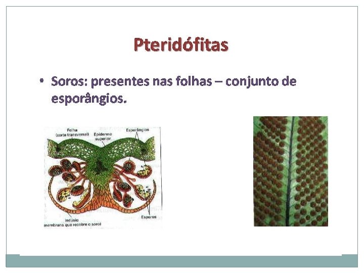 REINO PLANTAE Reino Plantae ou Metaphyta ou Embryophytes
