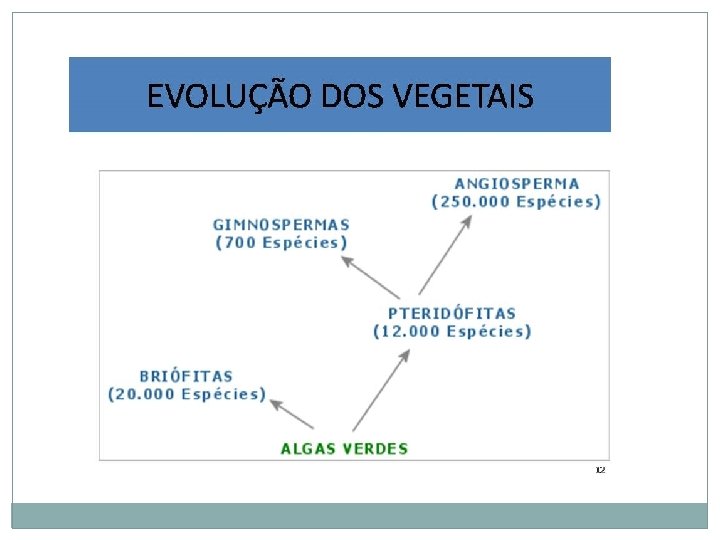 REINO PLANTAE Reino Plantae ou Metaphyta ou Embryophytes