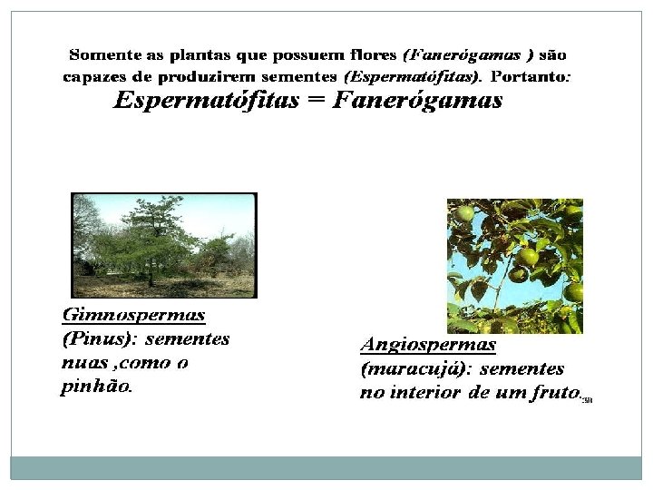 REINO PLANTAE Reino Plantae ou Metaphyta ou Embryophytes