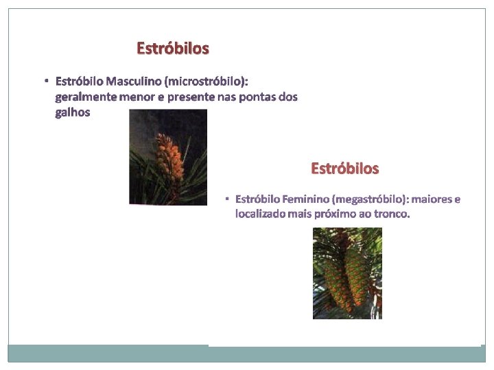 REINO PLANTAE Reino Plantae ou Metaphyta ou Embryophytes