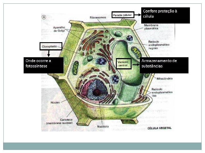 REINO PLANTAE Reino Plantae ou Metaphyta ou Embryophytes