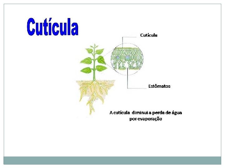 REINO PLANTAE Reino Plantae ou Metaphyta ou Embryophytes
