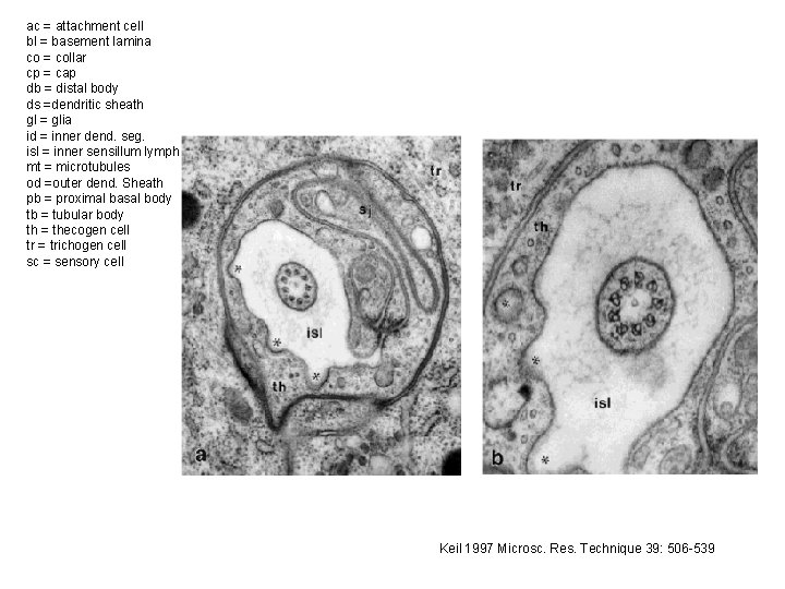 ac attachment cell bl basement lamina co collar