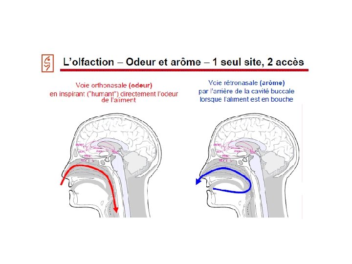 Perception sensorielle des aliments Perception sensorielles des aliments