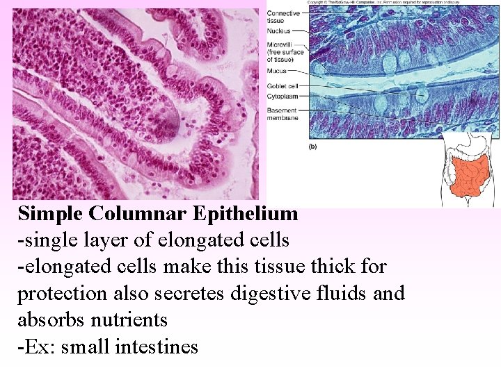 CHAPTER FIVEHISTOLOGY The Study of Tissues Tissues Layers