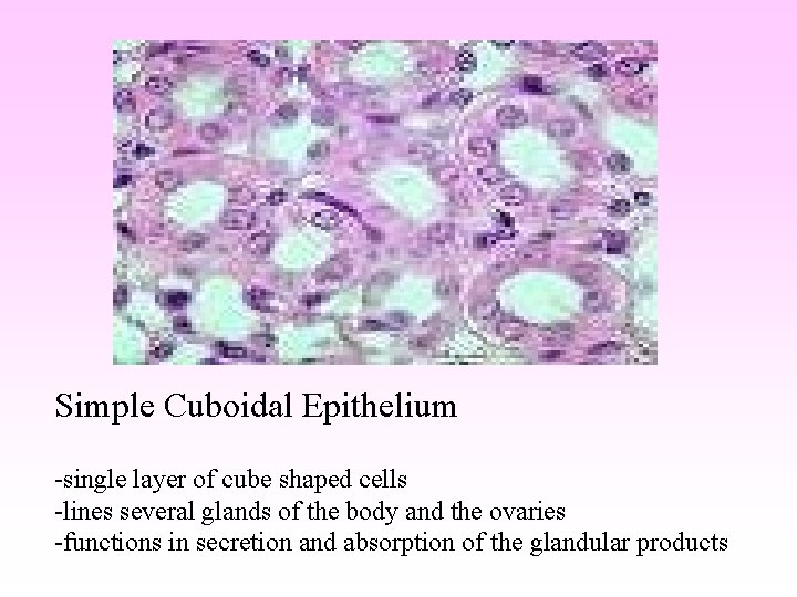 CHAPTER FIVEHISTOLOGY The Study of Tissues Tissues Layers