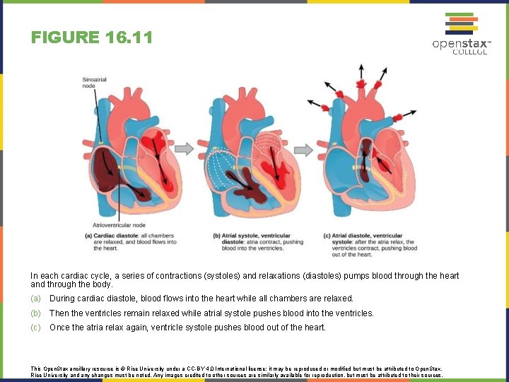 CONCEPTS OF BIOLOGY Chapter 16 THE BODYS SYSTEMS