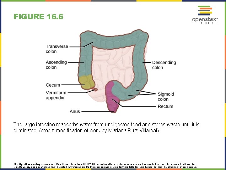CONCEPTS OF BIOLOGY Chapter 16 THE BODYS SYSTEMS