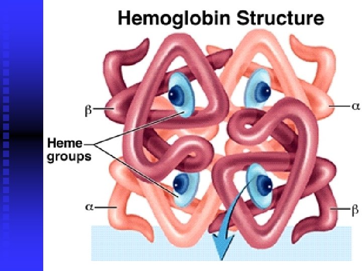 Red Blood Cells Anemia and Polycythemia Prof dr
