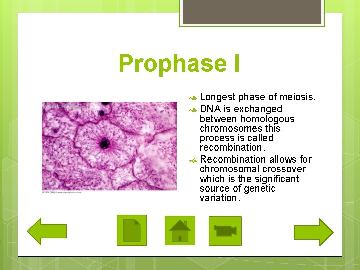 Cellular Reproduction through Meiosis By Tyler Wynn Introduction
