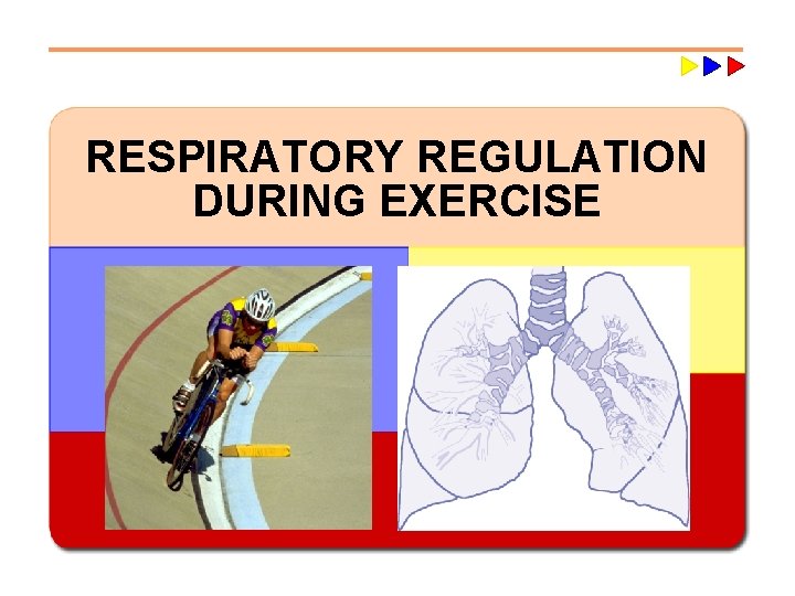 RESPIRATORY REGULATION DURING EXERCISE Respirationdelivery of oxygen to