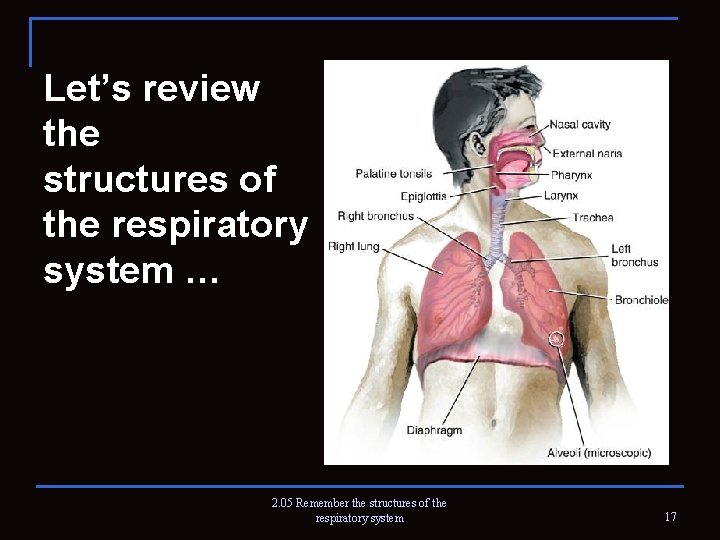 2 05 Remember the structures of the respiratory