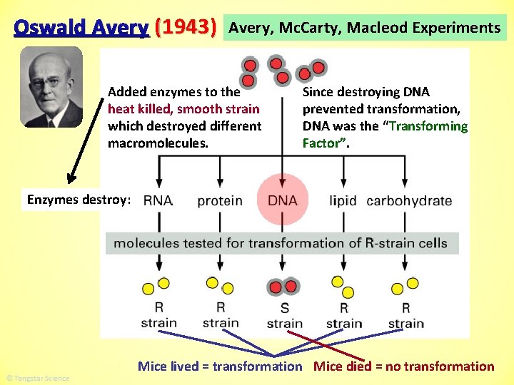 OVERVIEW OF THE HISTORY OF DNA RESEARCH 1869