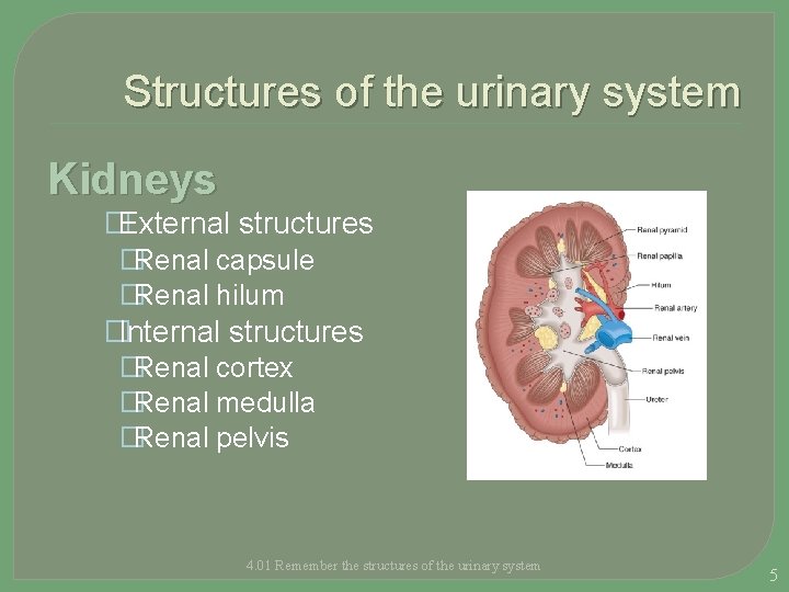 4 01 Remember the structures of the urinary