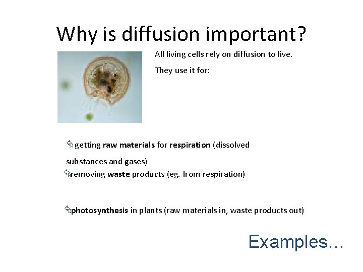 Diffusion Biology Learning Objectives Examine how concentration affect