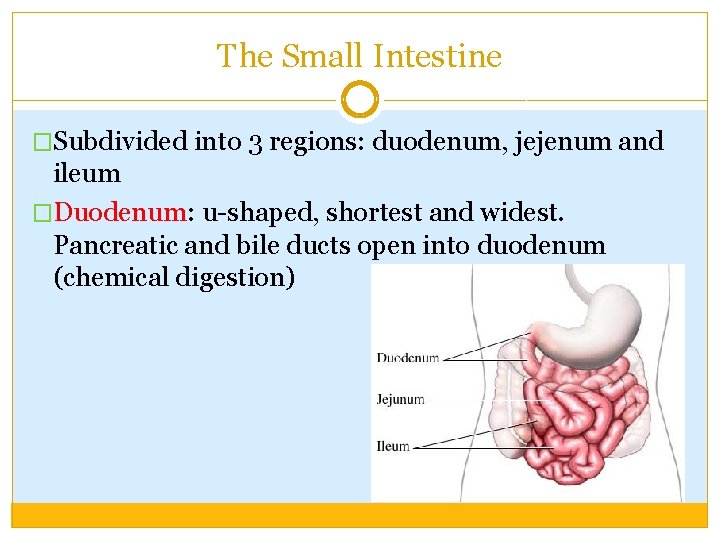 The Digestive System 2 SBI 3 U JANUARY