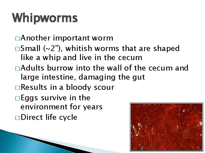 Swine Parasites Introduction Most parasitic infections of swine