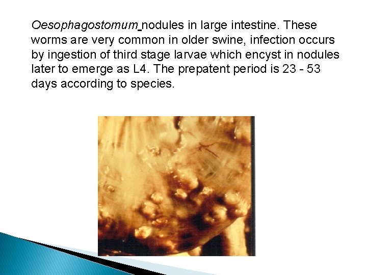 Swine Parasites Introduction Most parasitic infections of swine