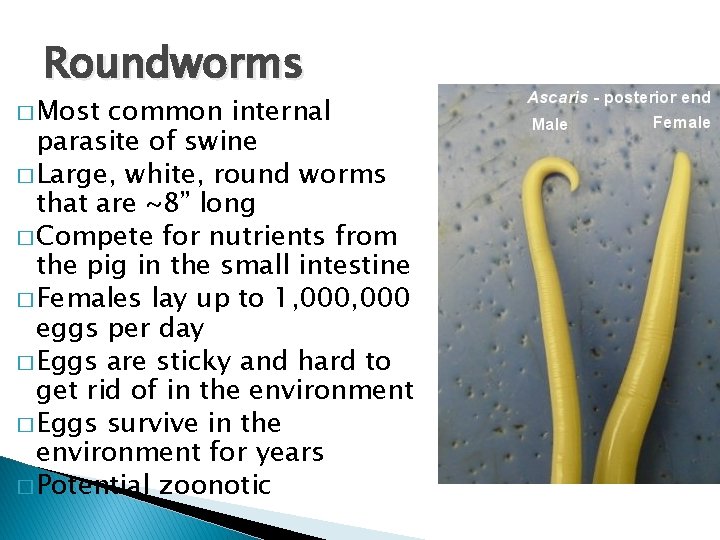 Swine Parasites Introduction Most parasitic infections of swine