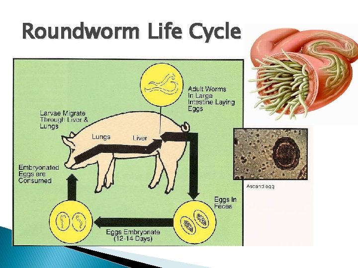 Swine Parasites Introduction Most parasitic infections of swine