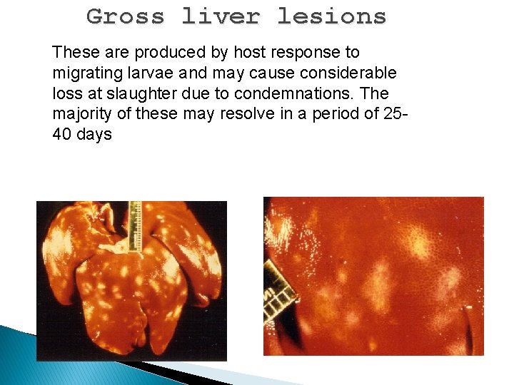 Swine Parasites Introduction Most parasitic infections of swine