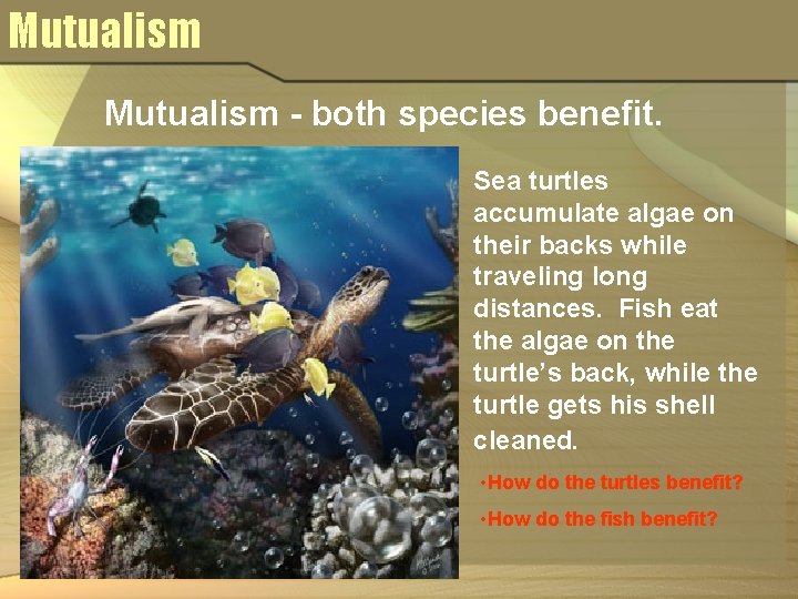 Symbiosis living together Symbiosis Video http video nationalgeographic