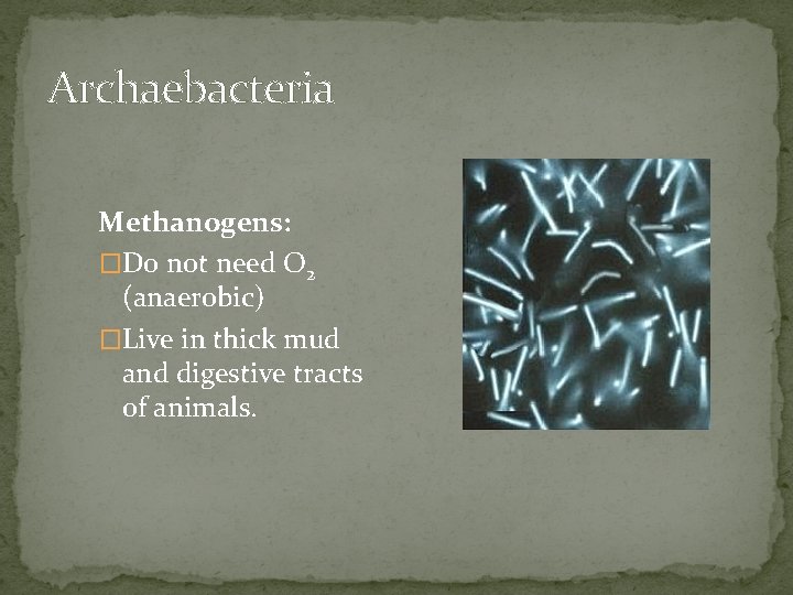 THE 6 MODERN KINGDOMS EUBACTERIA MEANS TRUE BACTERIA