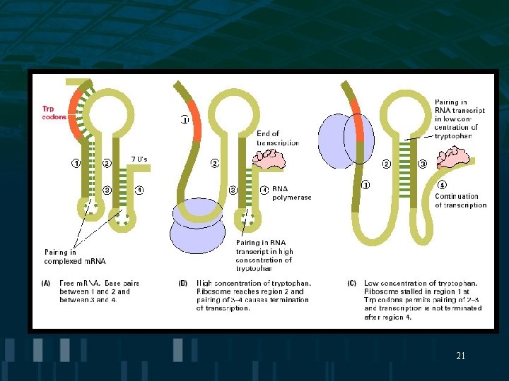 10 Molecular Mechanisms of Gene Regulation 1 Transcription