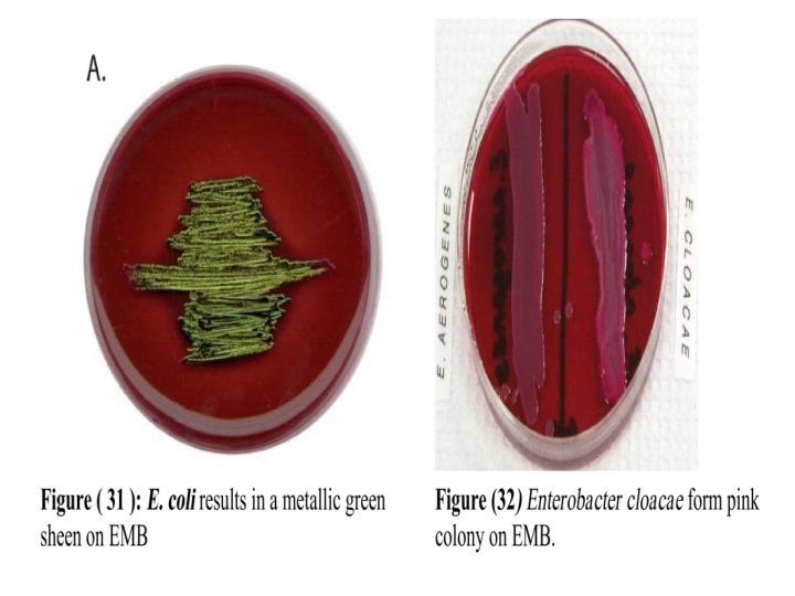 Lab 7 Enumeration of coliforms fecal coliforms and