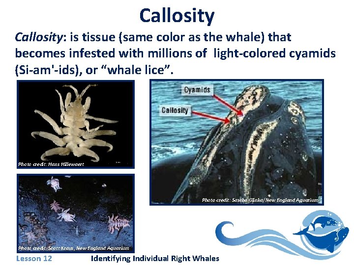 Lesson 12 Identifying Individual Right Whales Who monitors