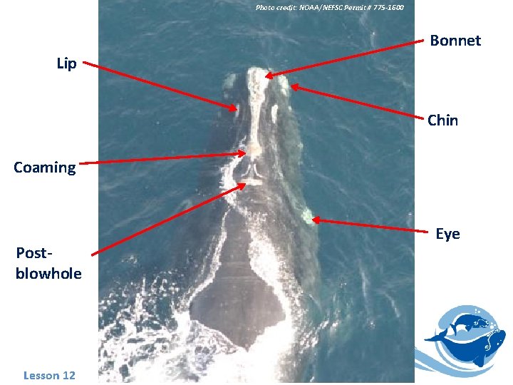 Lesson 12 Identifying Individual Right Whales Who monitors