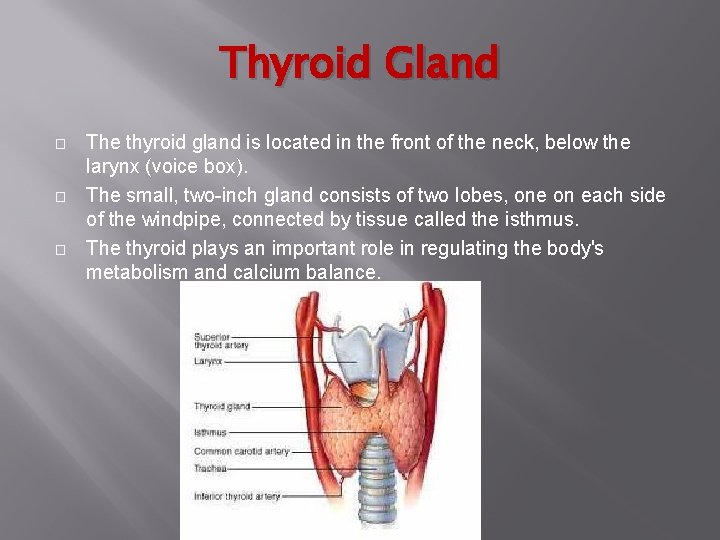 THE ENDOCRINE SYSTEM Purpose of the Endocrine System