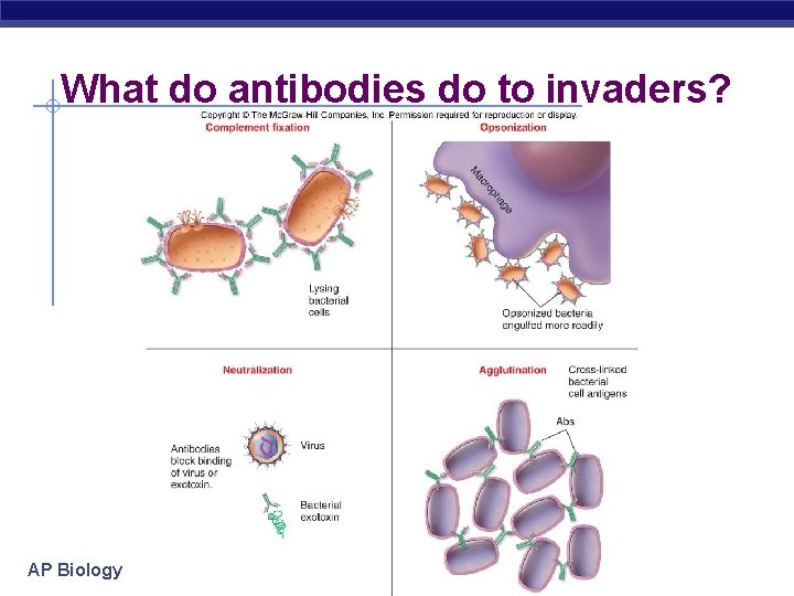 phagocytic leukocyte Immune System Big Questions 1 What