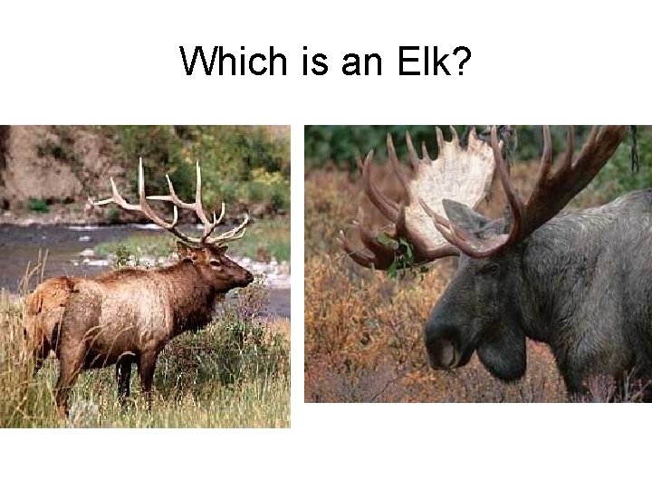 Classification and Taxonomy Ecology Unit Objective 8 10